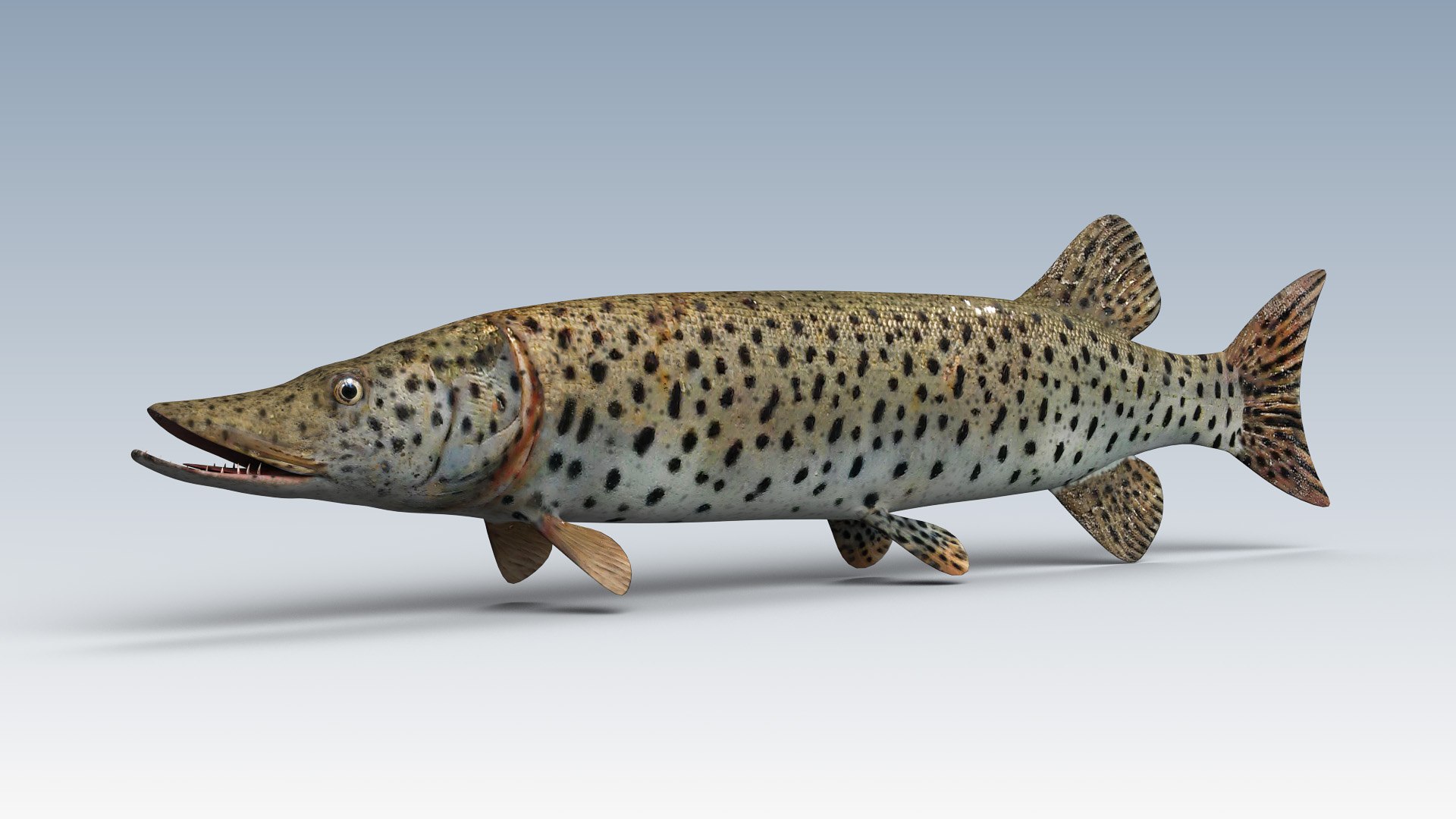 Fish Animal Model - TurboSquid 1561585