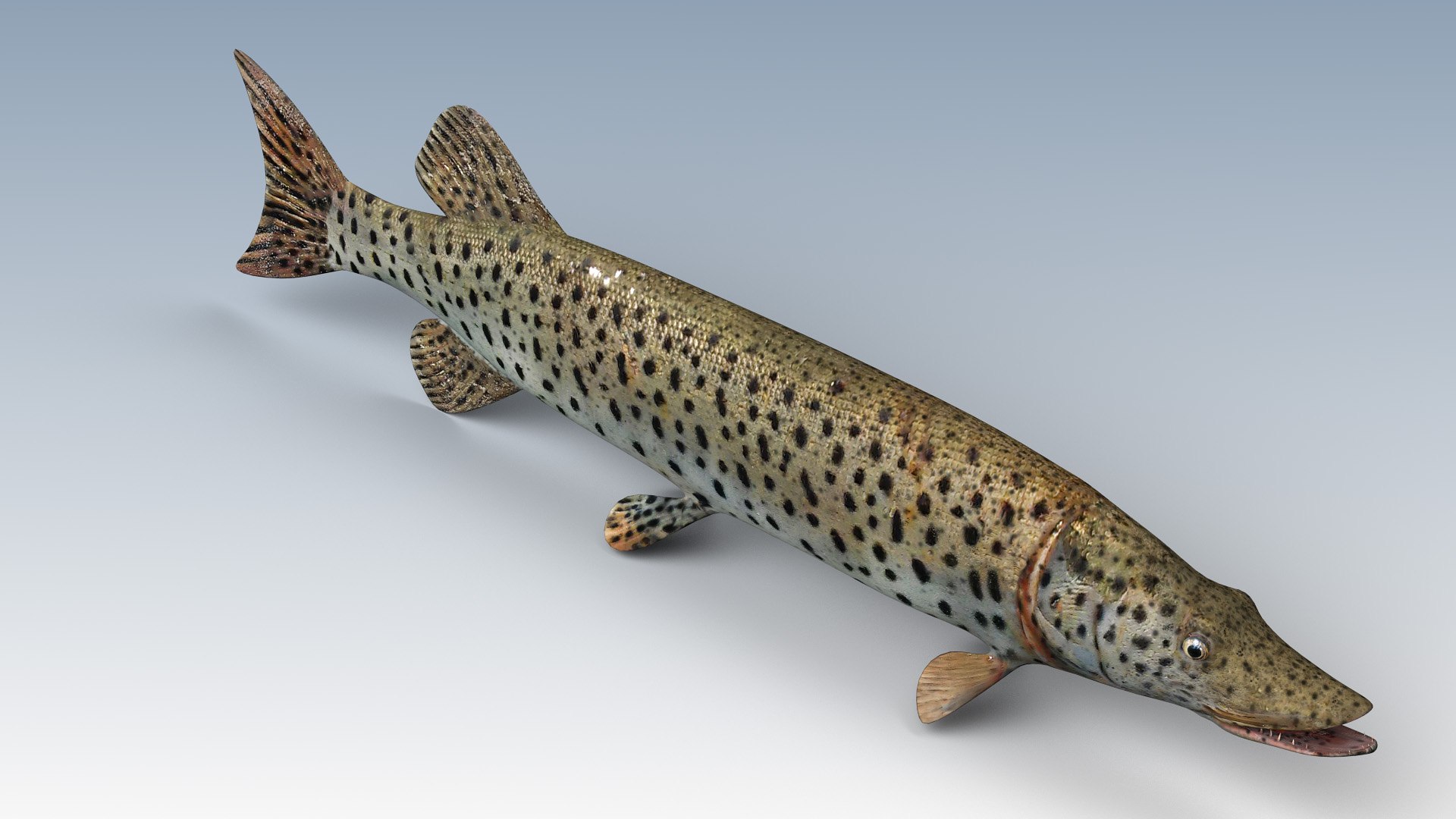 Fish Animal Model - TurboSquid 1561585