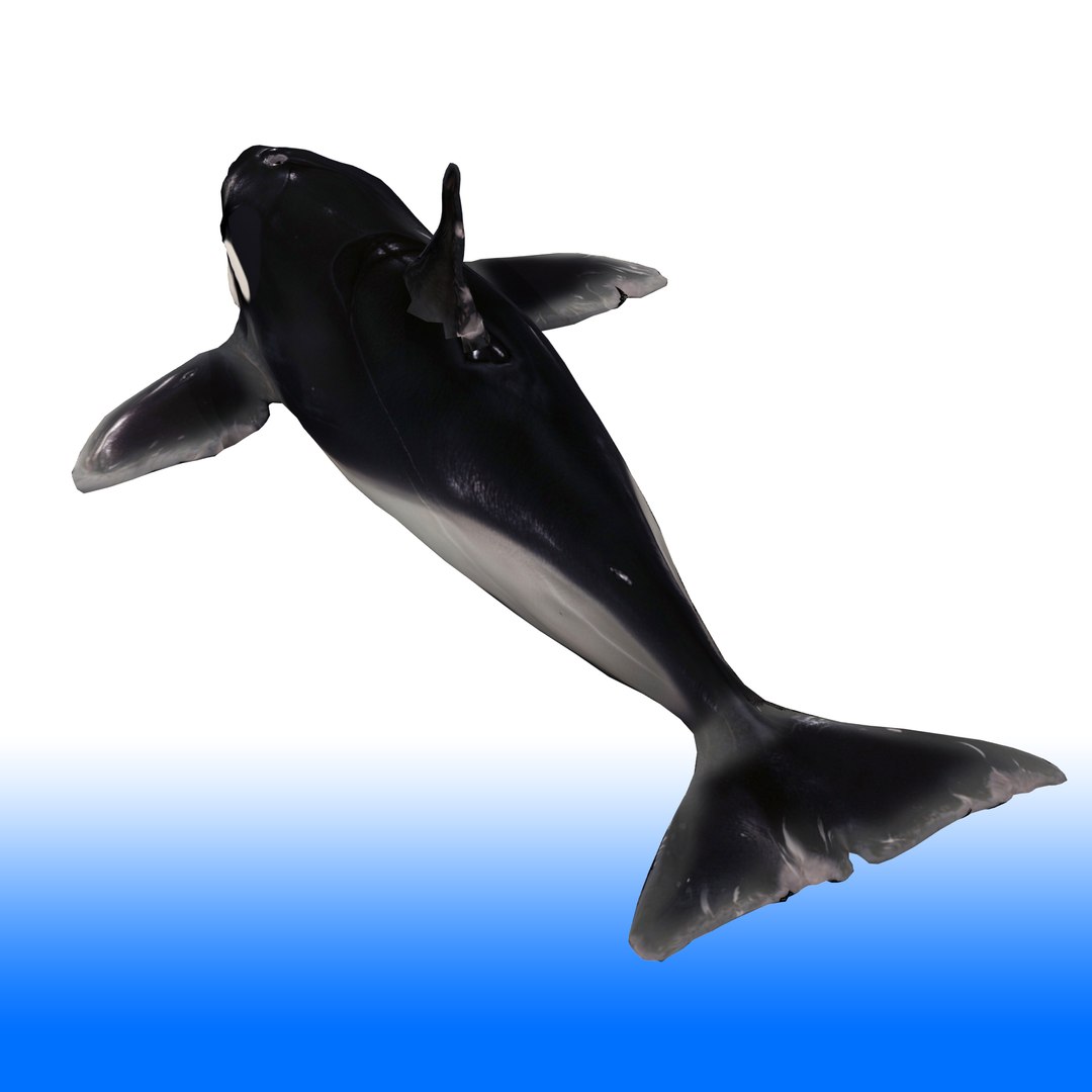 3D Killer Whale Rig Model - TurboSquid 2400000