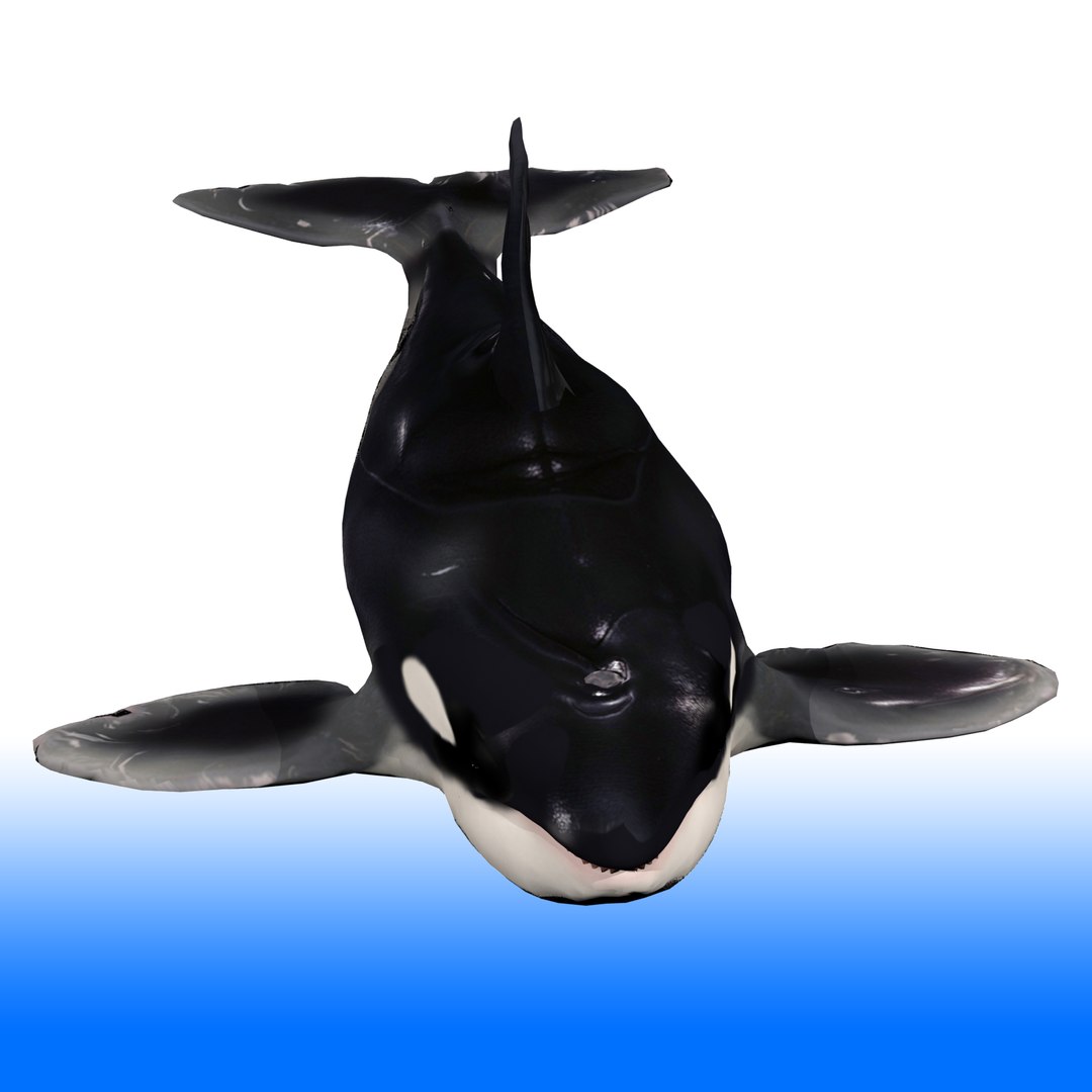 3D Killer Whale Rig Model - TurboSquid 2400000