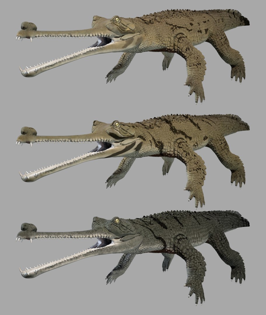 Gavial Gharial 3D Model - TurboSquid 1650920