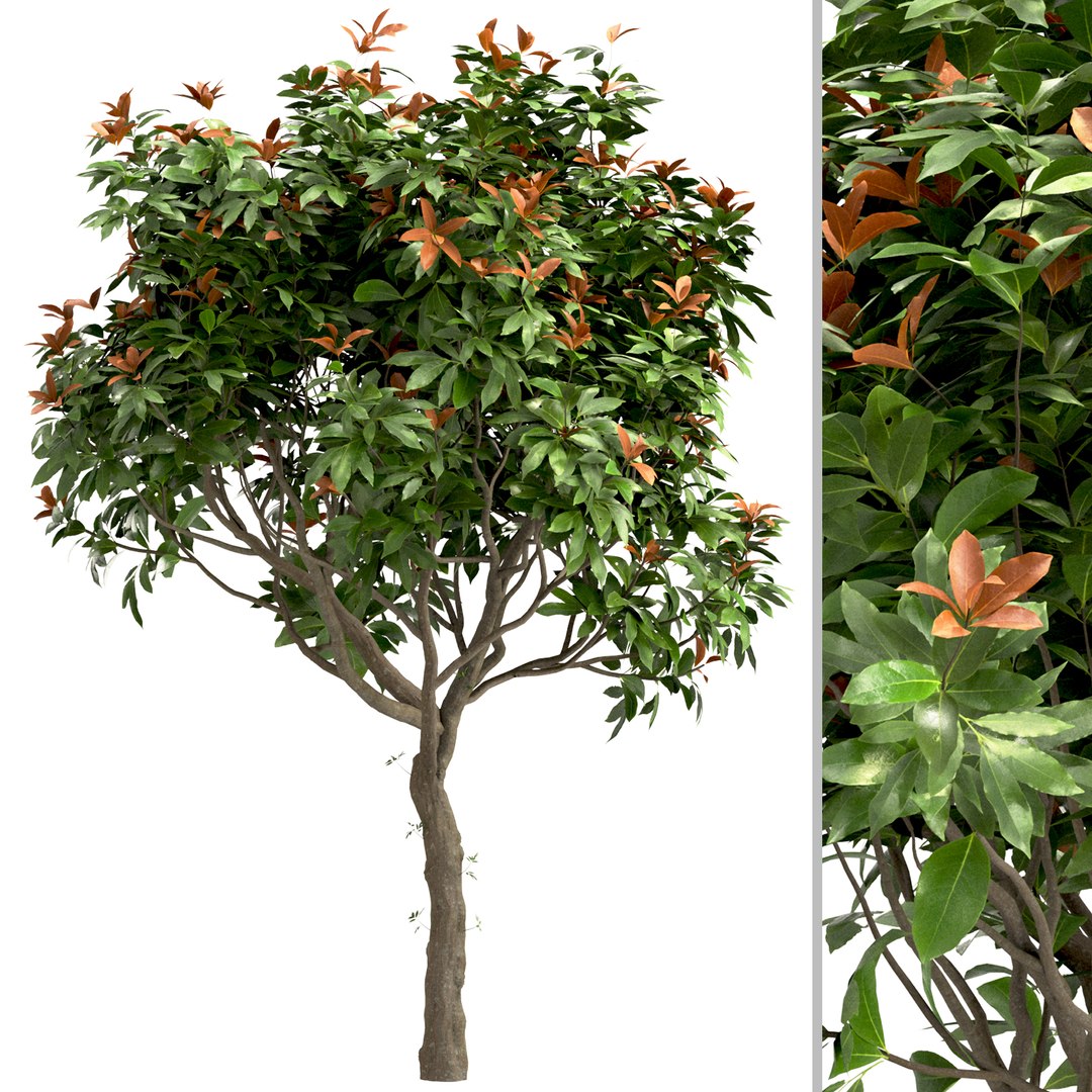 3D Model Set Of Little Gem Magnolia Or Southern Magnolia Tree - 4 Trees ...