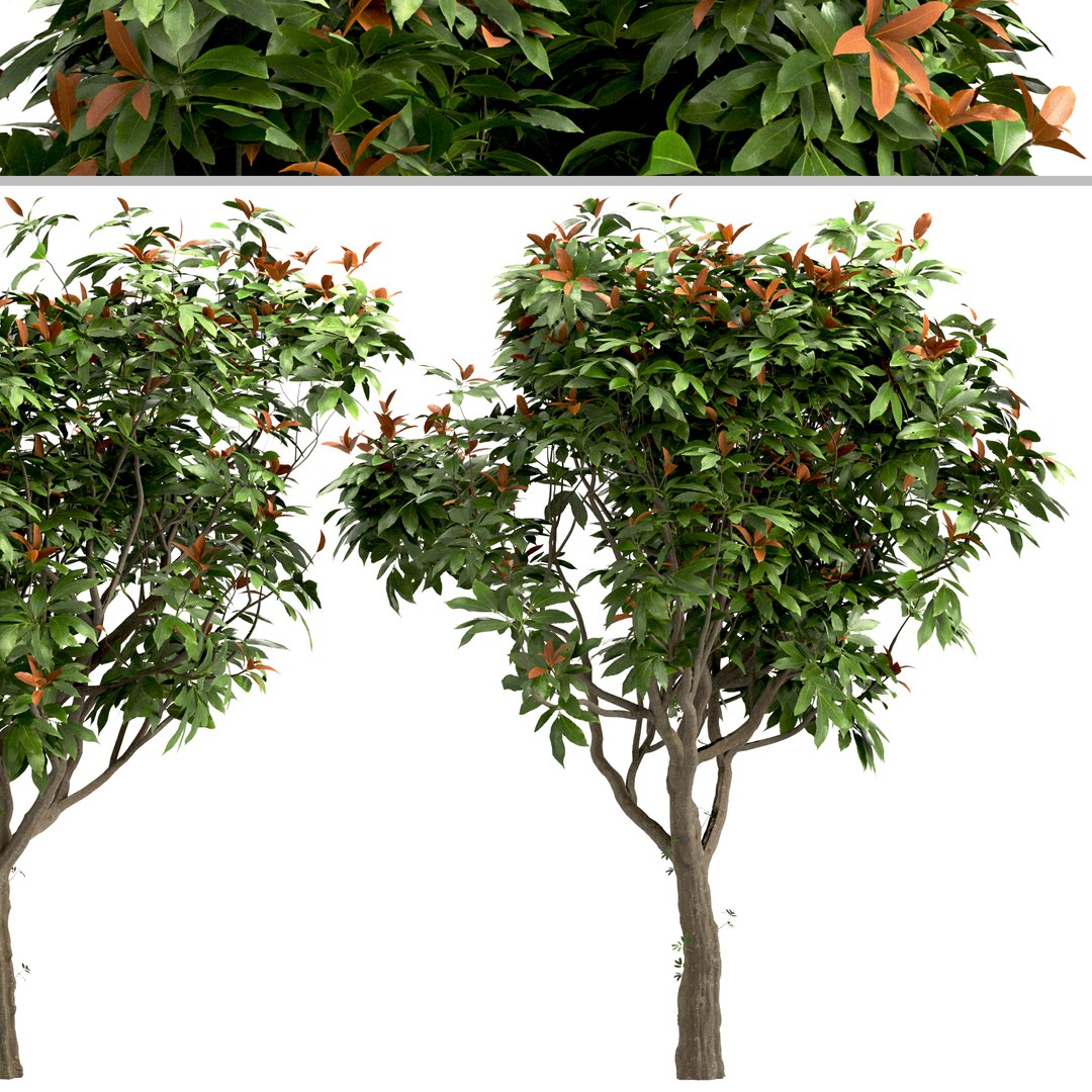 3D Model Set Of Little Gem Magnolia Or Southern Magnolia Tree - 4 Trees ...
