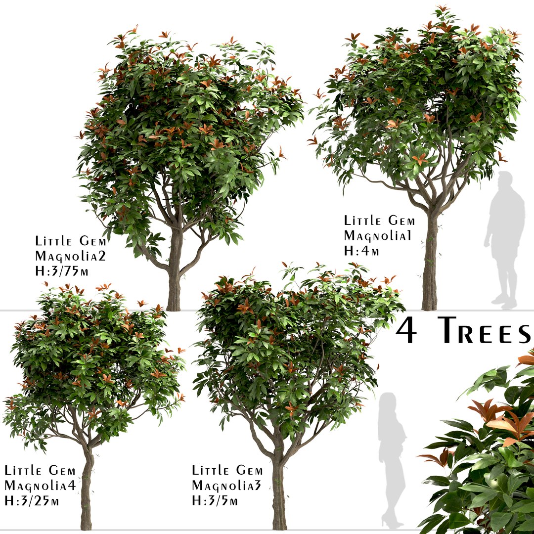 3D Model Set Of Little Gem Magnolia Or Southern Magnolia Tree - 4 Trees ...