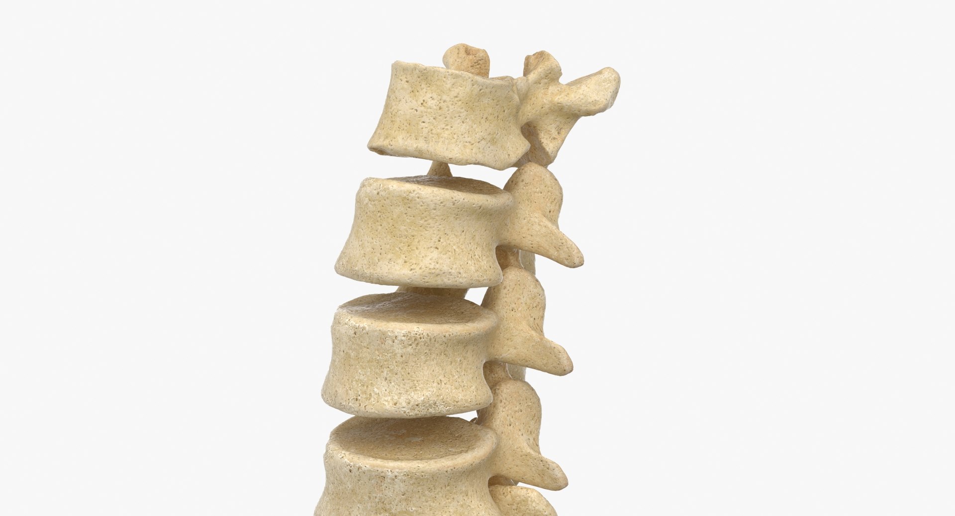 3D model Human Lumbar and Sacrum Vertebrae L1 to S5 Bones Yellow ...