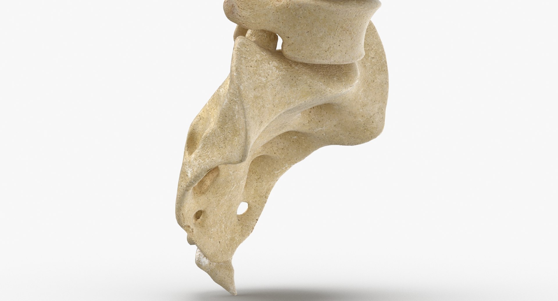 3D model Human Lumbar and Sacrum Vertebrae L1 to S5 Bones Yellow ...