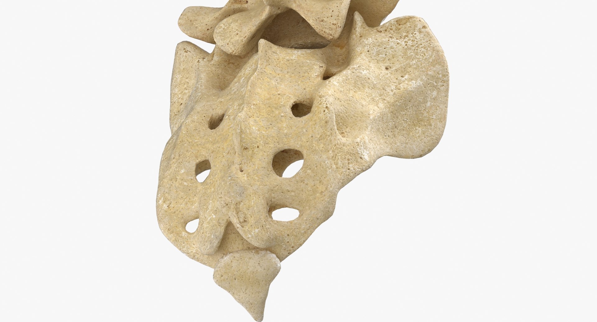3D model Human Lumbar and Sacrum Vertebrae L1 to S5 Bones Yellow ...