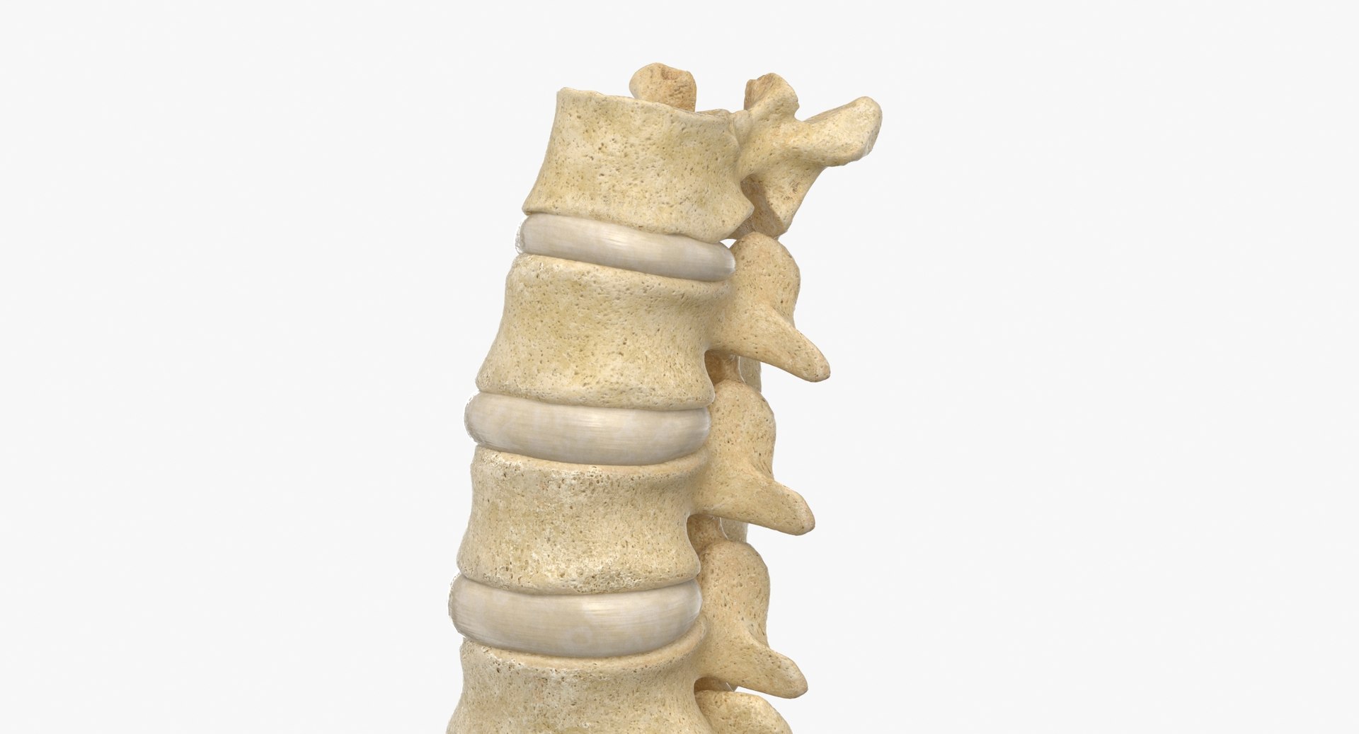 3D model Human Lumbar and Sacrum Vertebrae L1 to S5 Bones Yellow ...