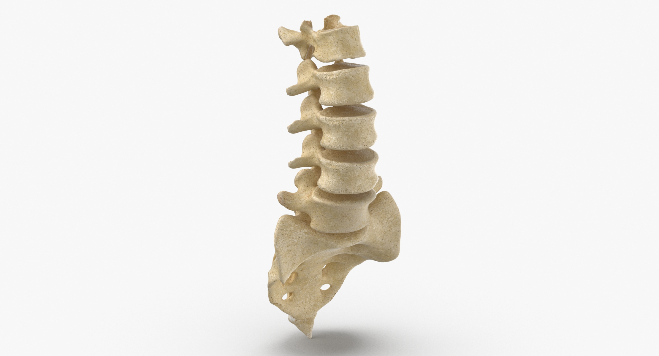 3D модель Human Lumbar and Sacrum Vertebrae L1 to S5 Bones Yellow ...