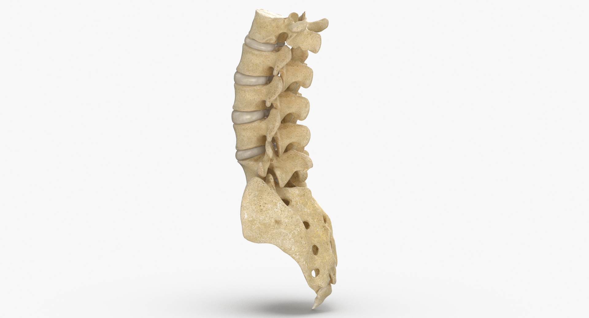 Human Lumbar and Sacrum Vertebrae L1 to S5 Bones Yellow Collection 01 ...