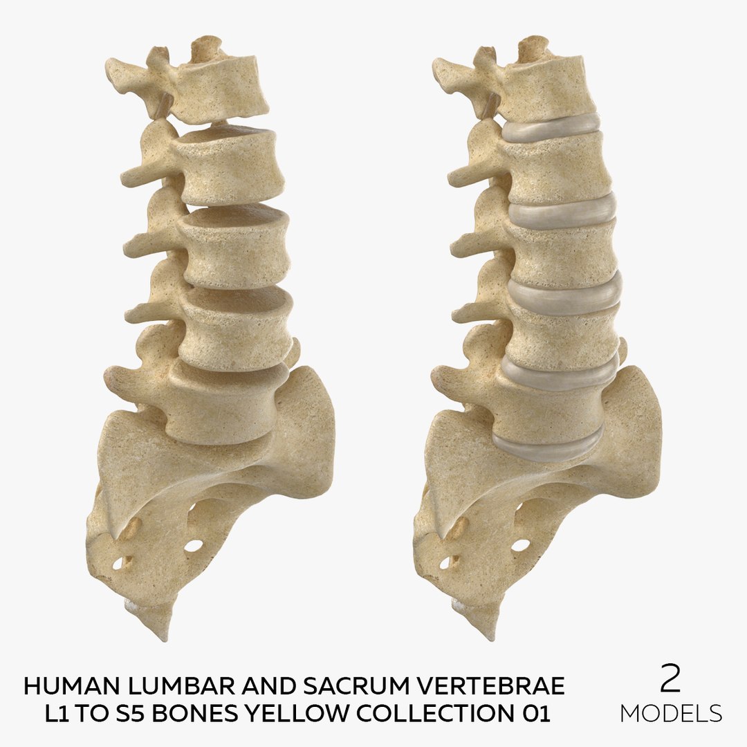 3D Model Human Lumbar And Sacrum Vertebrae L1 To S5 Bones Yellow ...