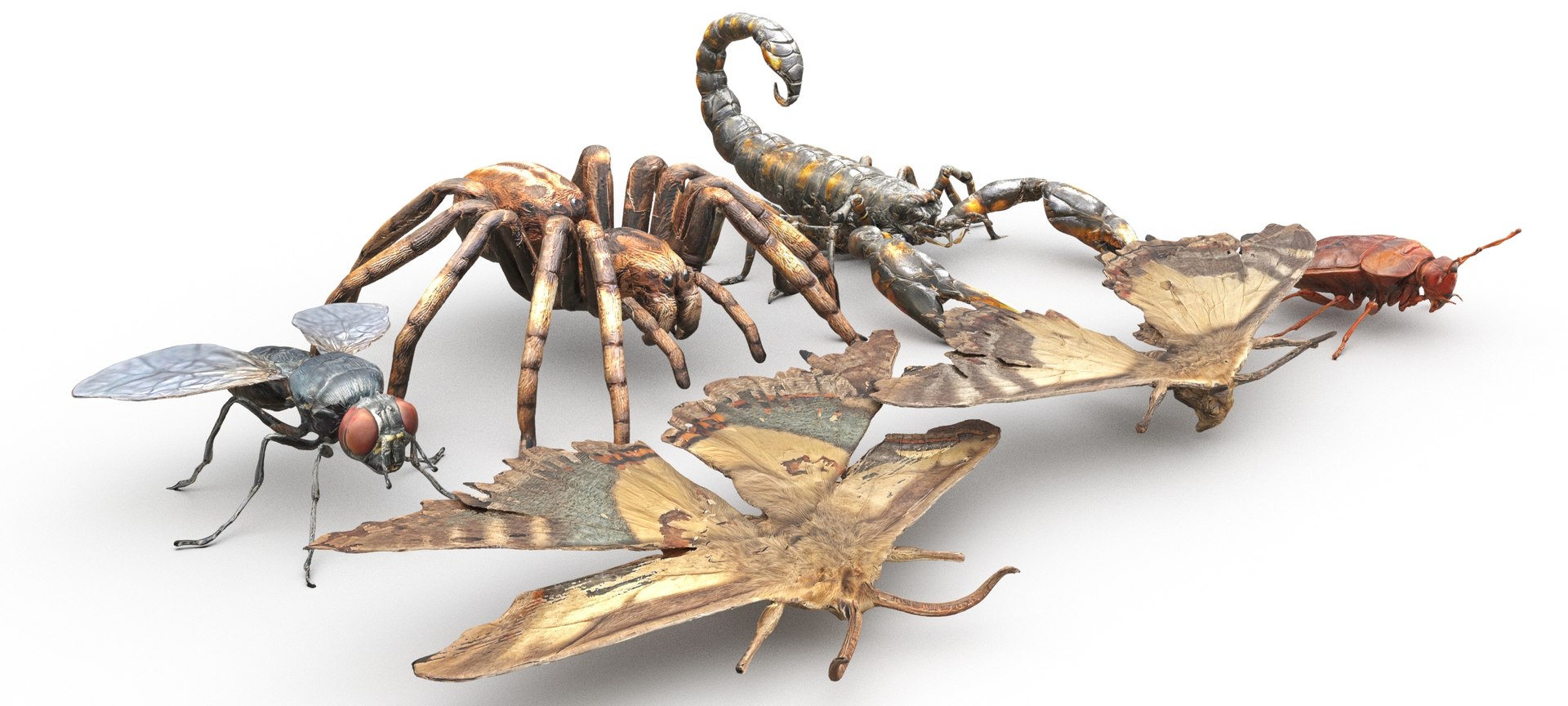 3D Insects Pack Model - TurboSquid 2318067
