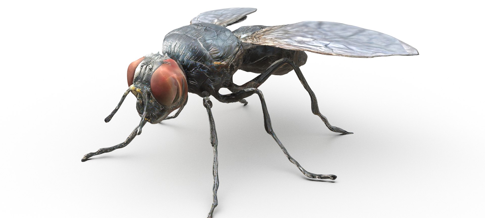 3D Insects Pack Model - TurboSquid 2318067