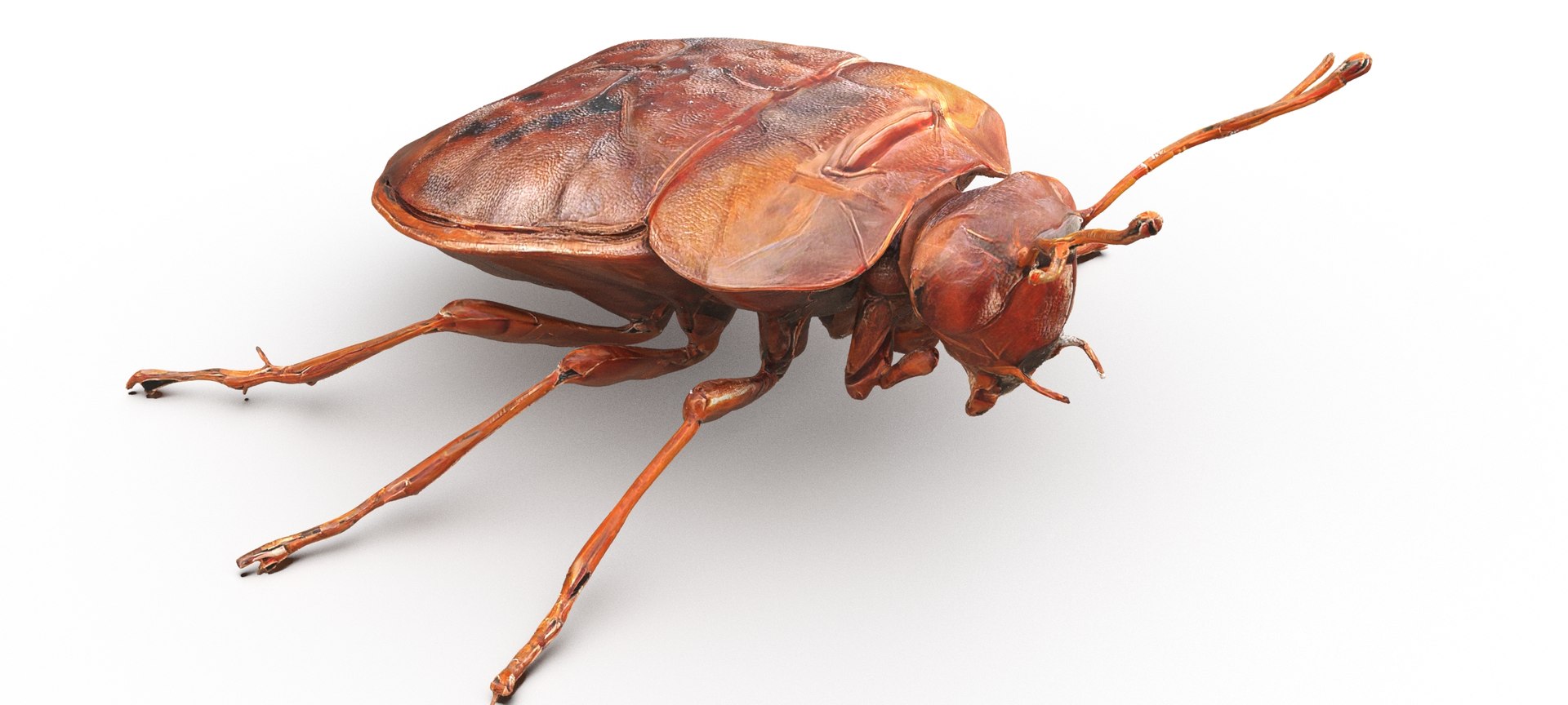 3D Insects Pack Model - TurboSquid 2318067