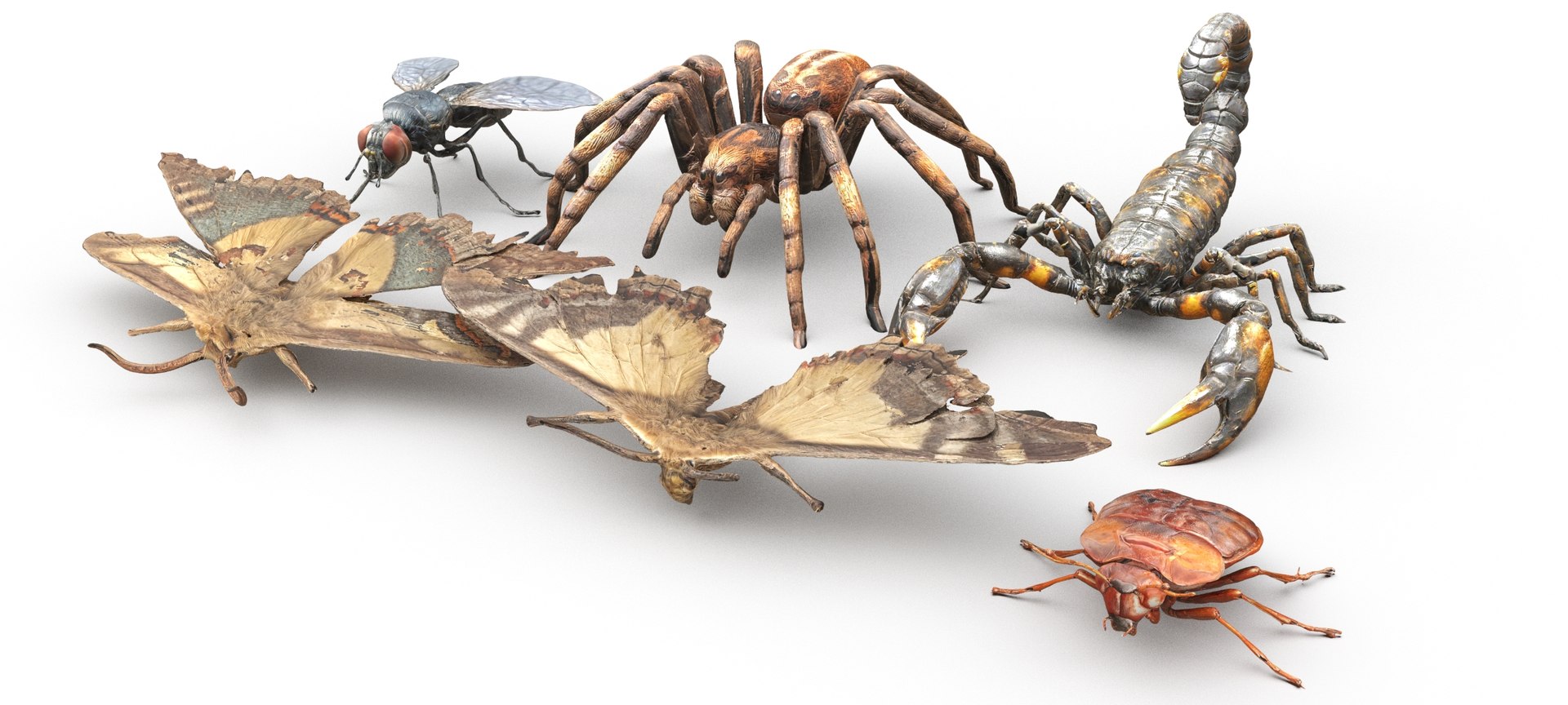 3D Insects Pack Model - TurboSquid 2318067