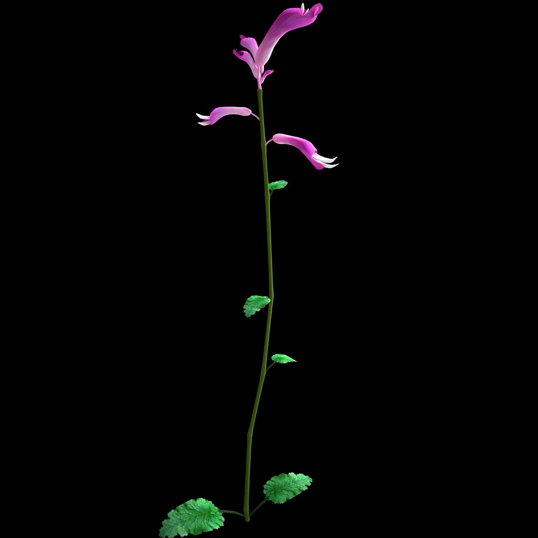 3D flowers open animation - TurboSquid 1563196