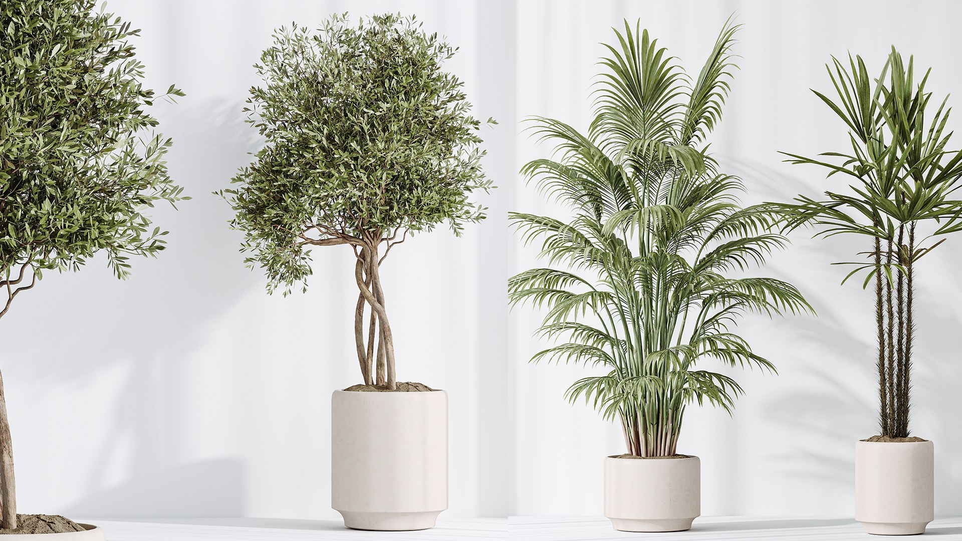 3D AV Indoor Plants Set 186 Olive Artificial And Arboricola Umbrella ...