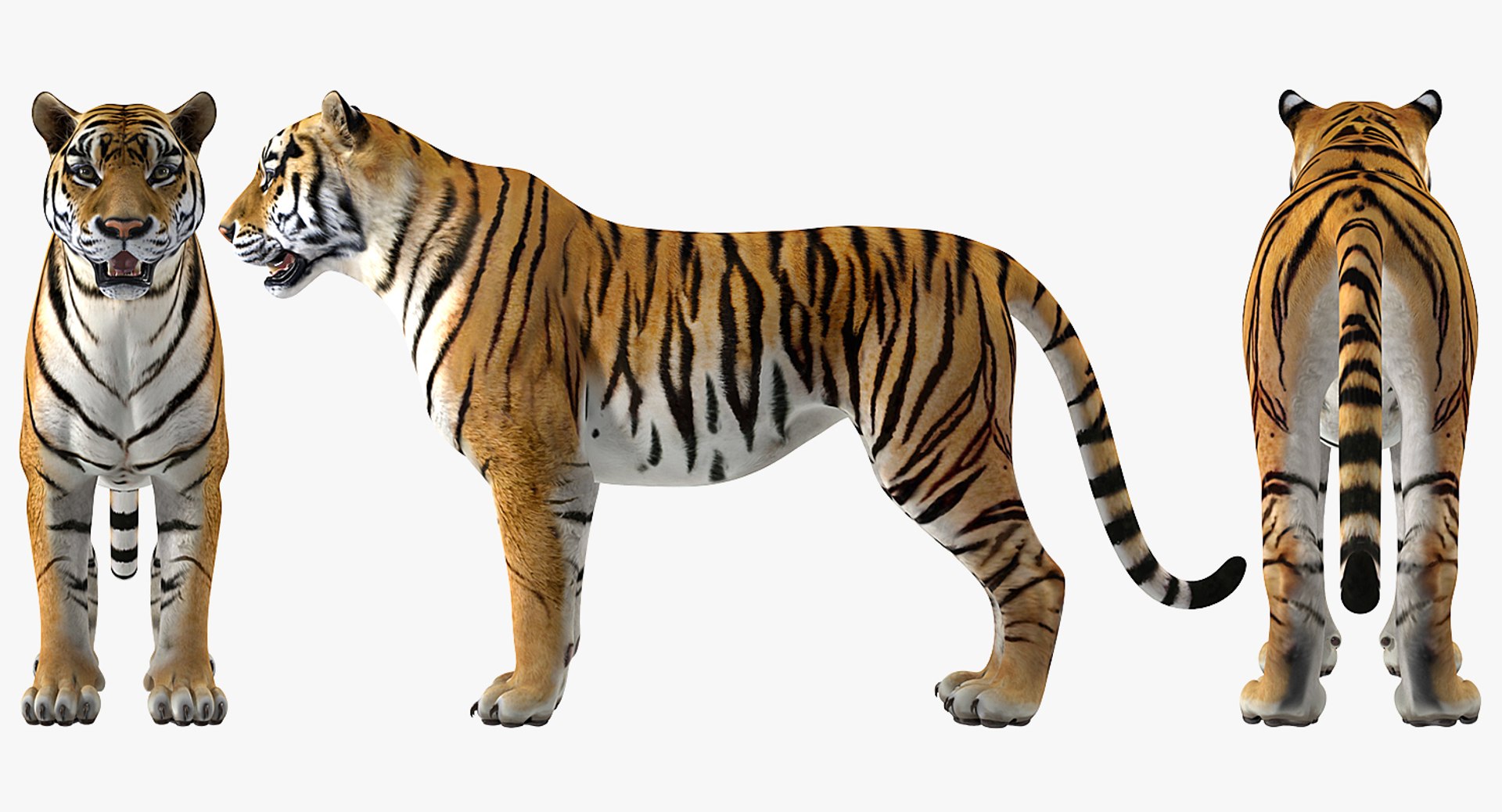 3D Tiger Rigged - TurboSquid 1318492