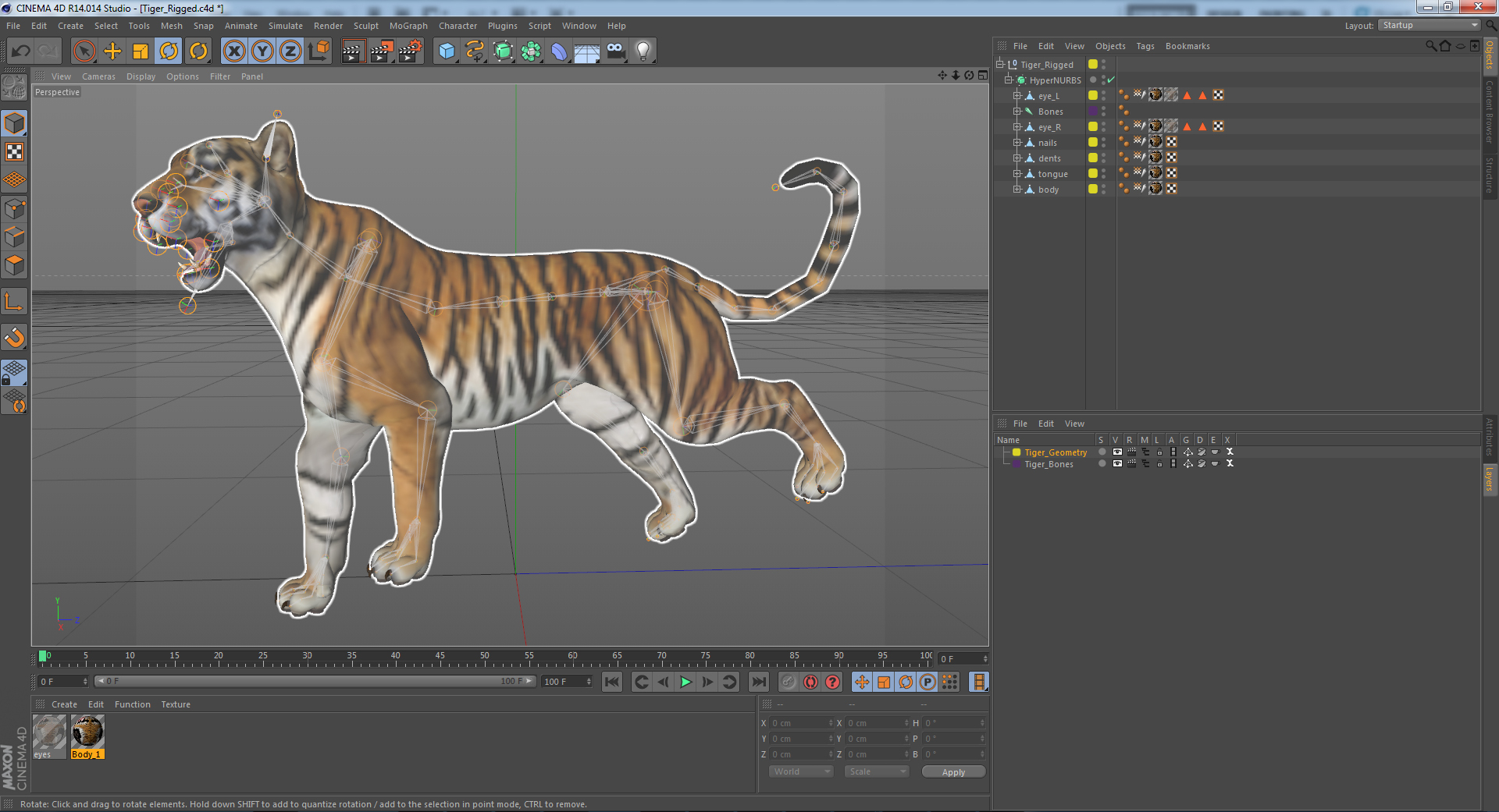modelo 3d Tiger Rigged para Cinema 4D - TurboSquid 1318492