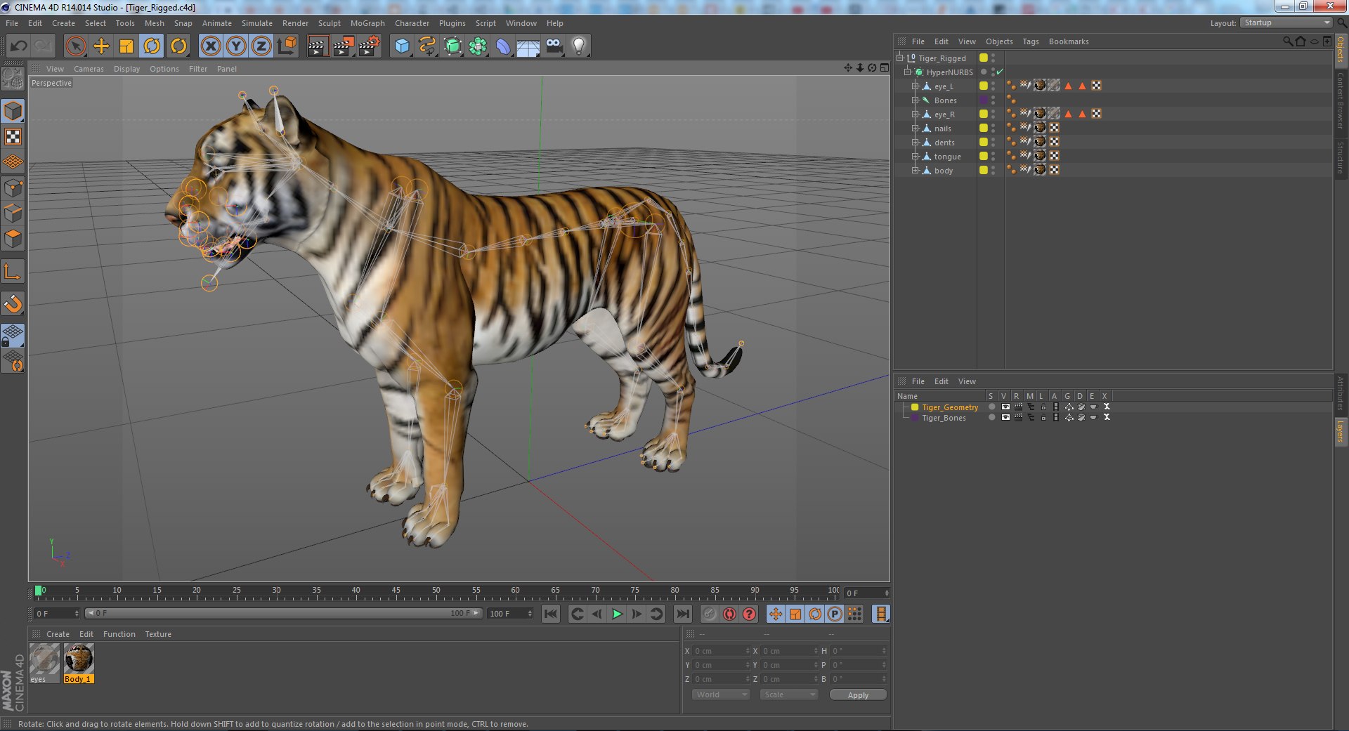 3D Tiger Rigged - TurboSquid 1318492