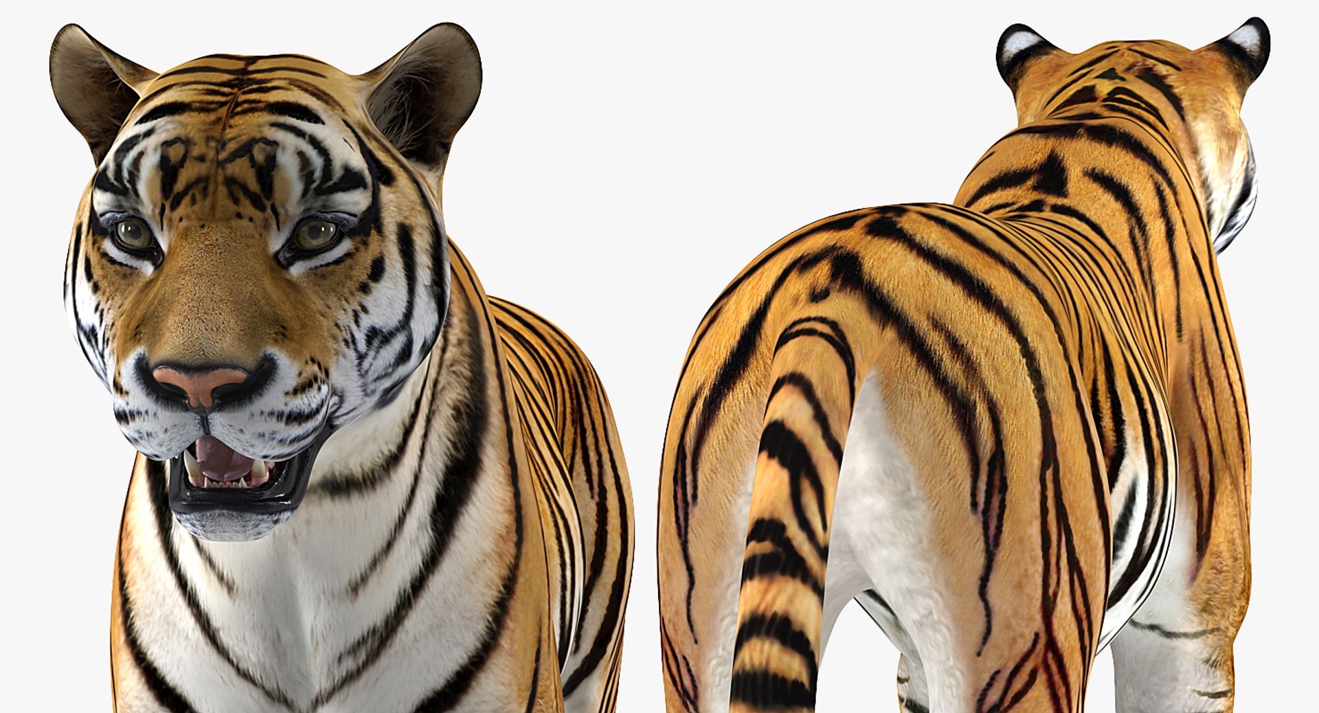 3D Tiger Rigged - TurboSquid 1318492