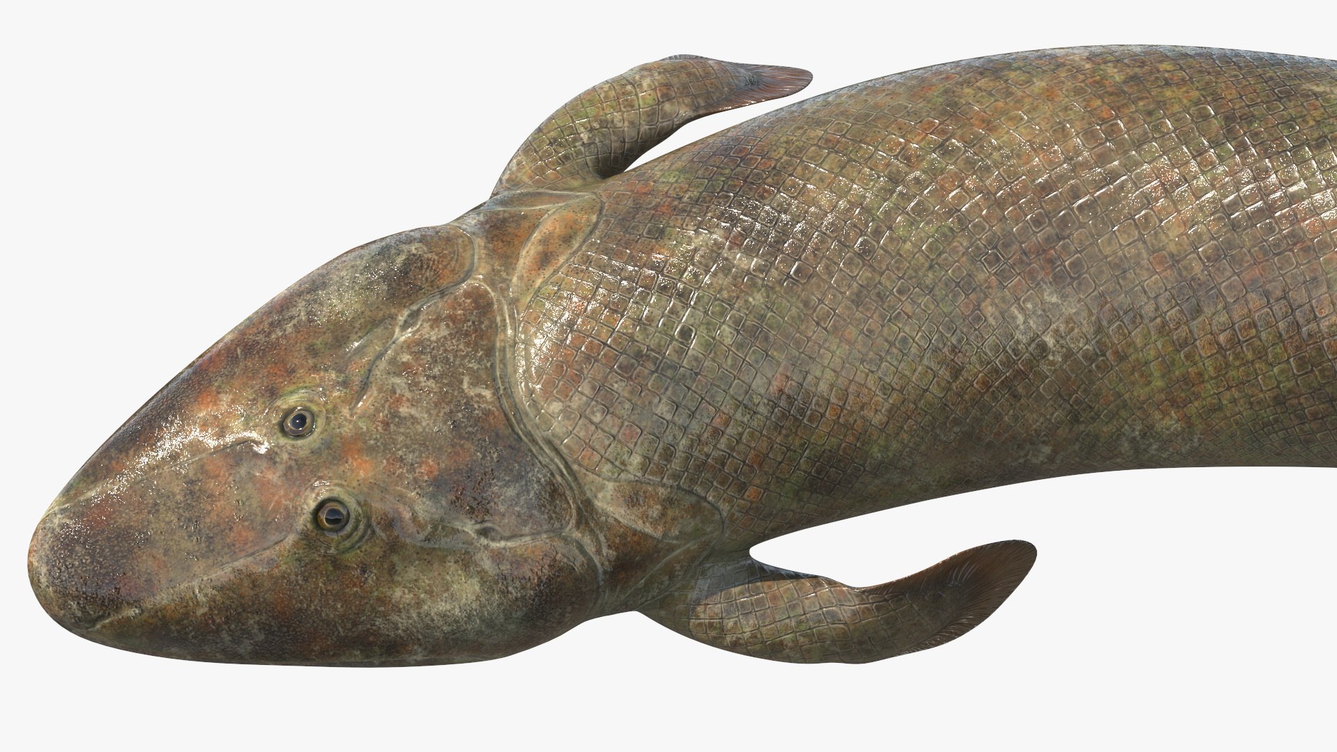 Tiktaalik Bony Fish Swimming Model - TurboSquid 2318852