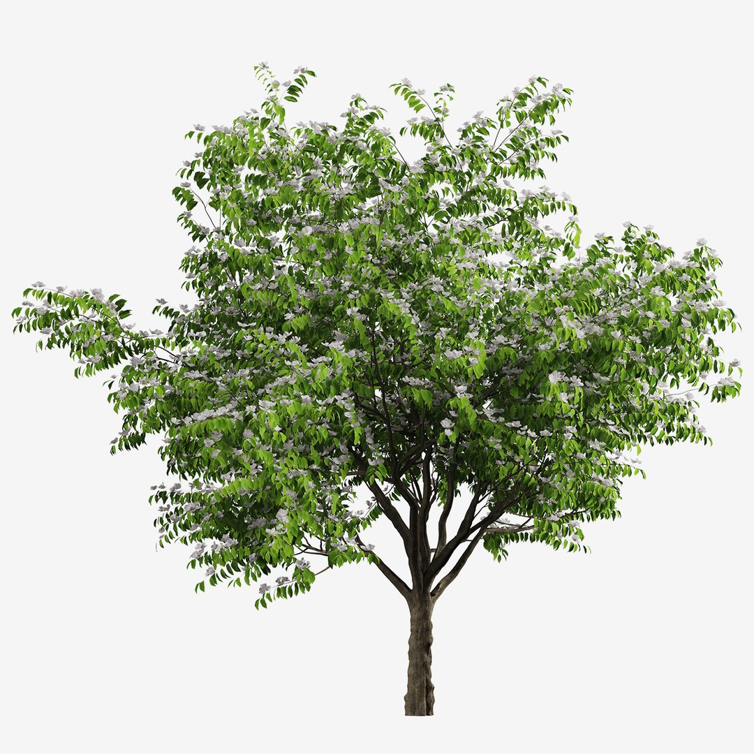 Set Of Flowering Kousa Dogwood Or Cornus Kousa Tree - 3 Trees 3D Model ...