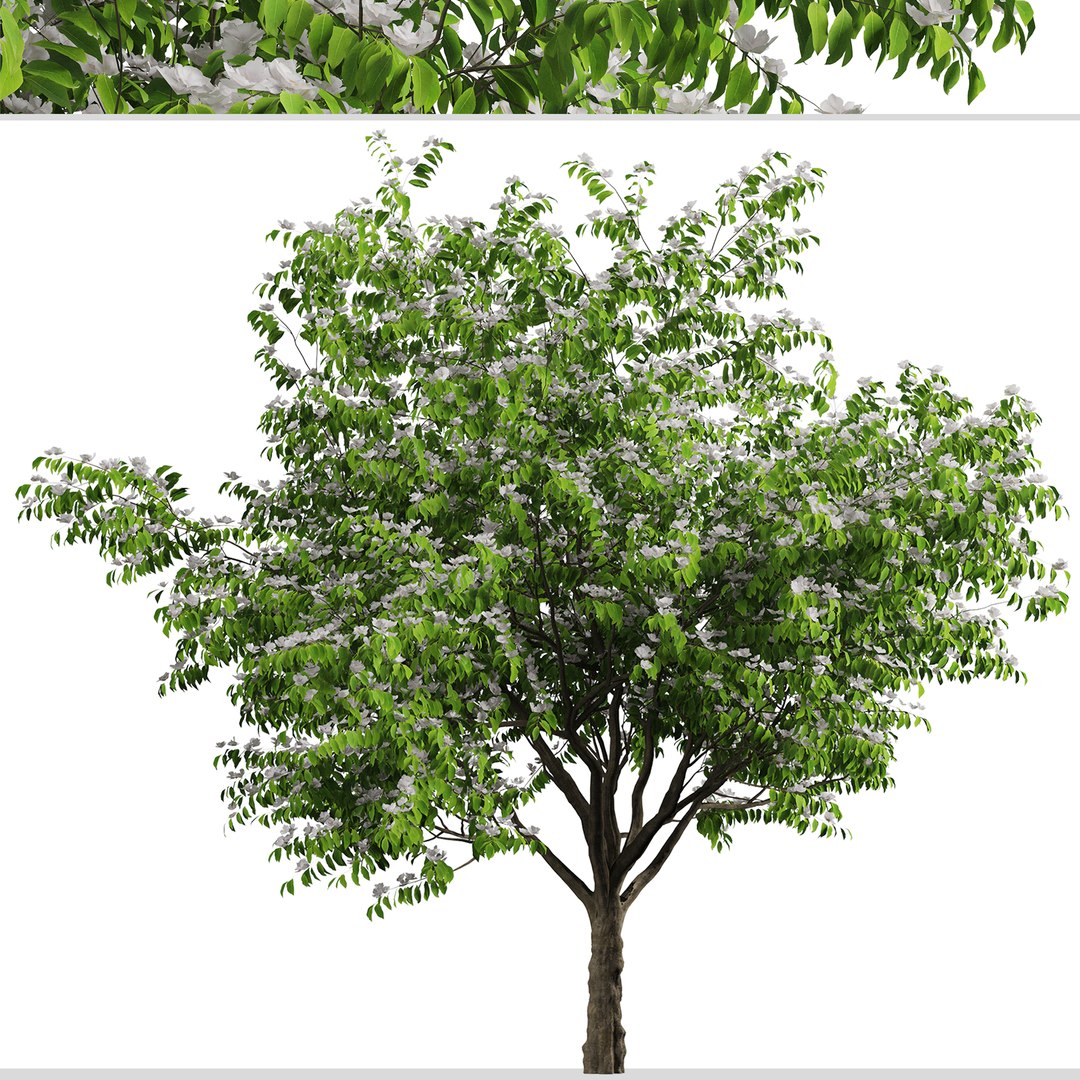 Set Of Flowering Kousa Dogwood Or Cornus Kousa Tree - 3 Trees 3D Model ...