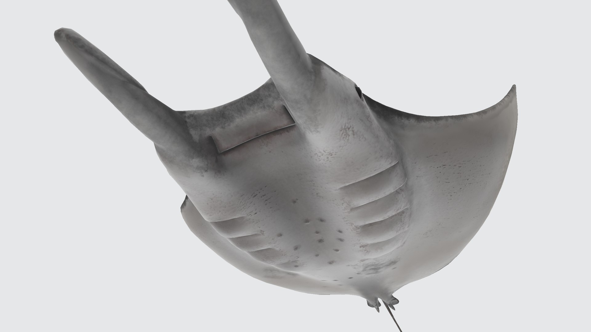 Mobula Rays Model - TurboSquid 2412951