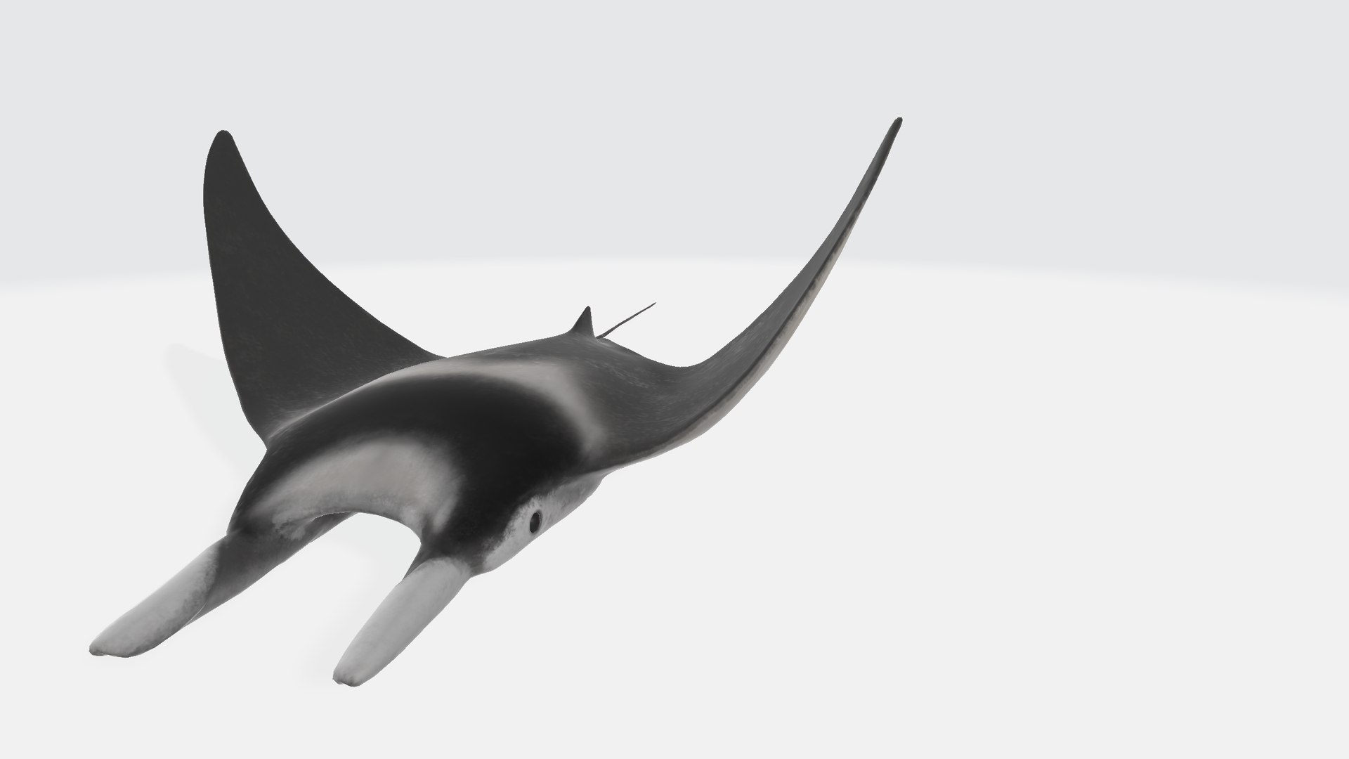 Mobula Rays Model - TurboSquid 2412951