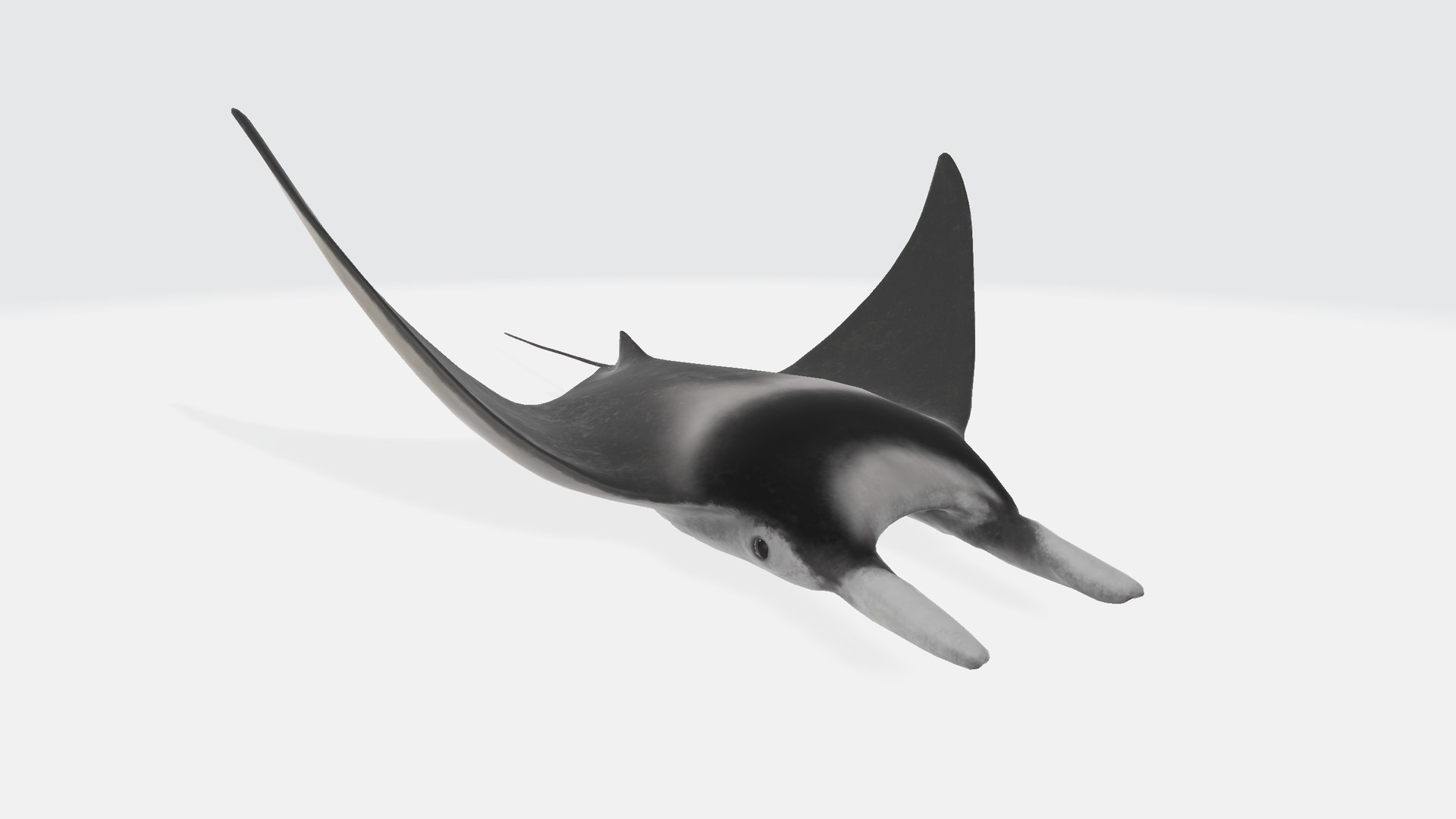 Mobula Rays Model - TurboSquid 2412951