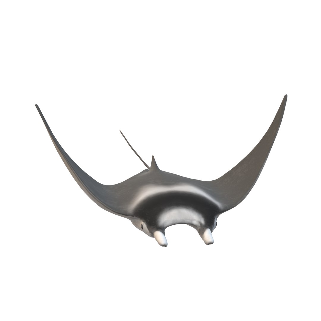 Mobula Rays Model - TurboSquid 2412951