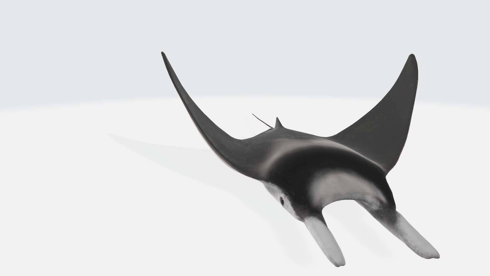 Mobula Rays Model - TurboSquid 2412951