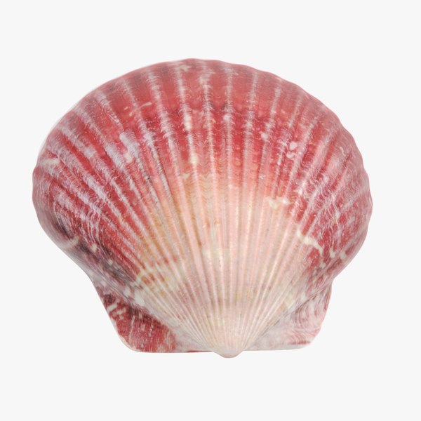 Clam pearl 2 3D model - TurboSquid 1491453