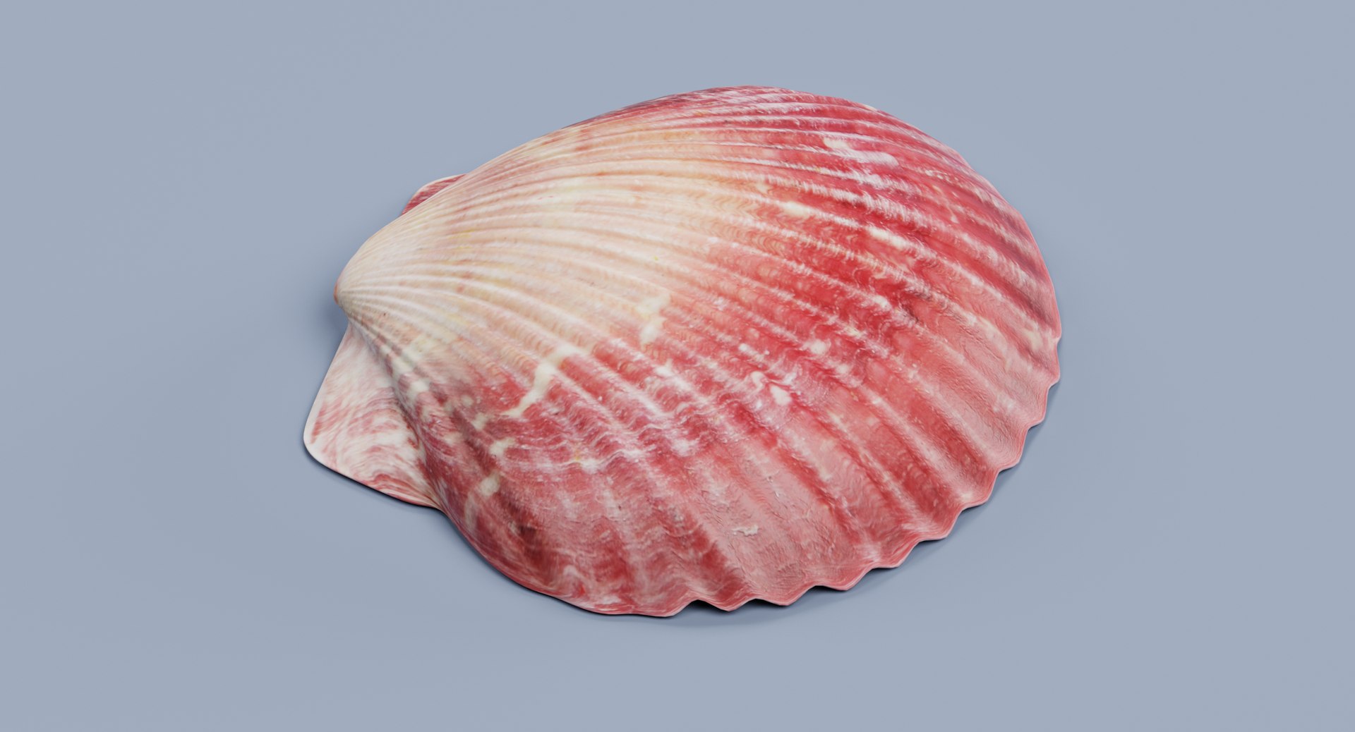 Clam Pbr 3D - TurboSquid 1226252