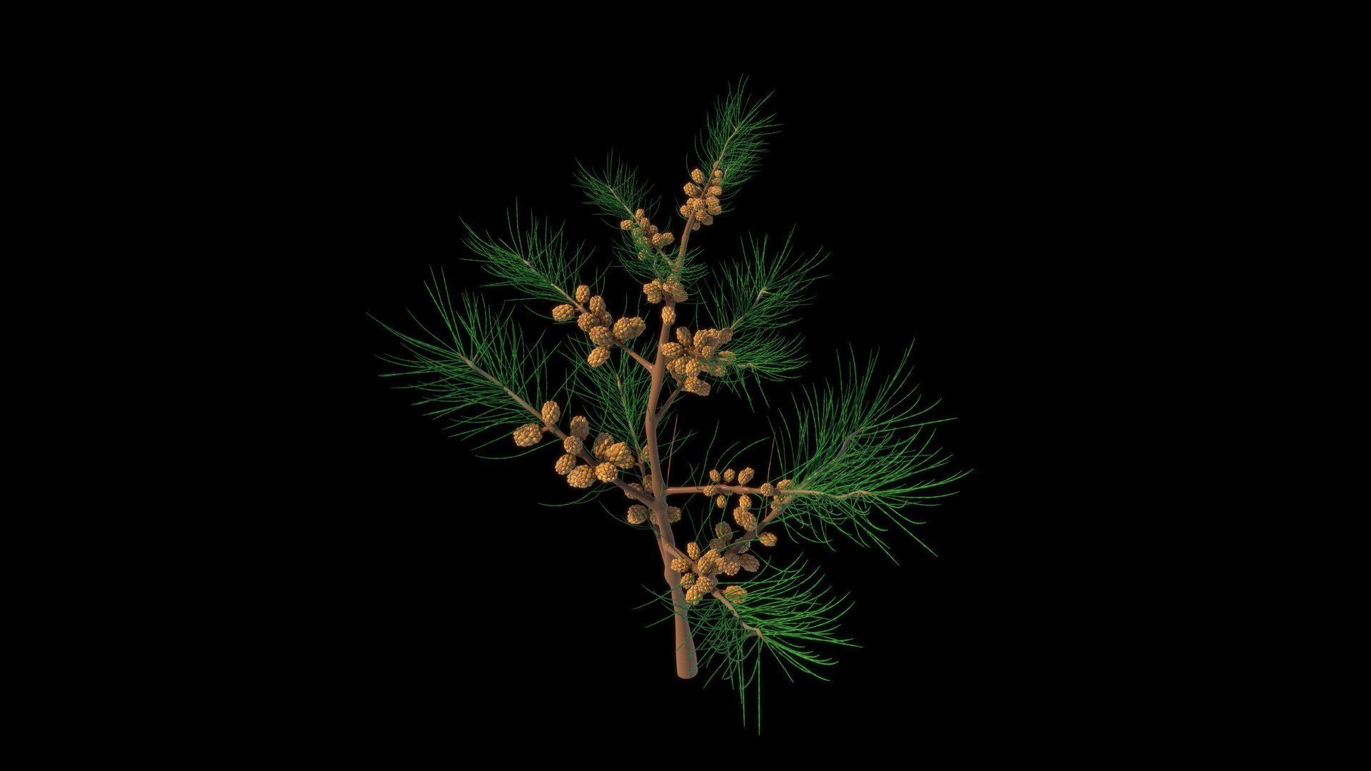 Casuarina Tree 3D Model - TurboSquid 2207007