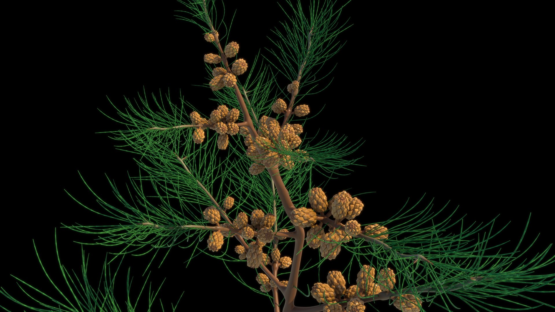 Casuarina Tree 3D Model - TurboSquid 2207007