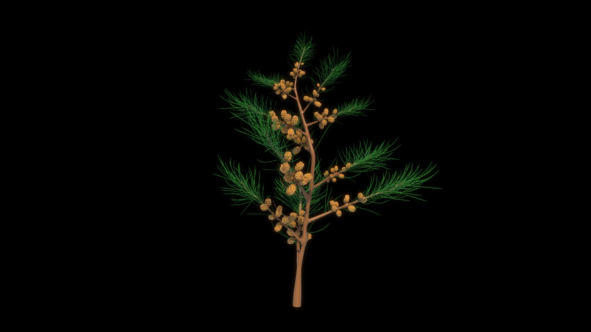 Casuarina Tree 3D Model - TurboSquid 2207007