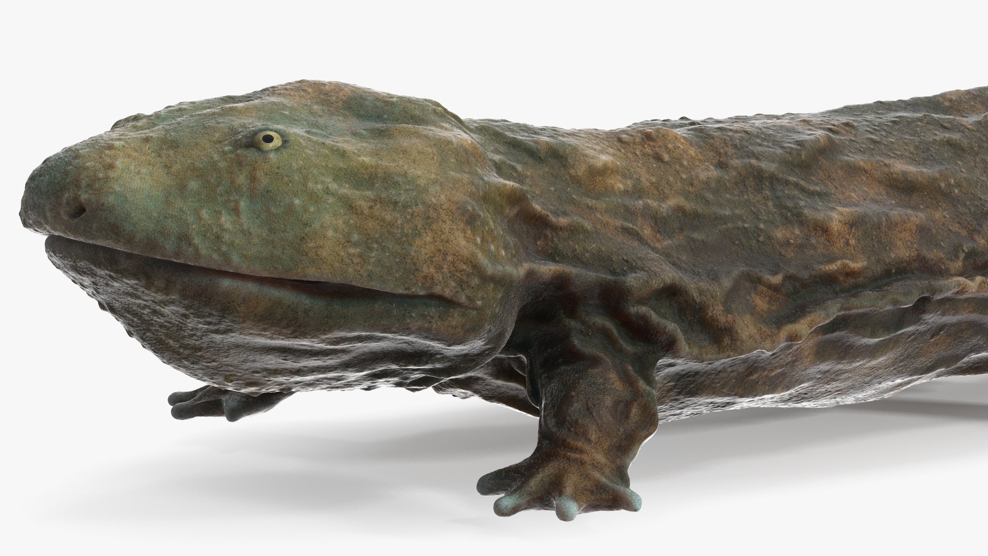 3D Aquatic Salamander Light Wet Rigged For Maya - TurboSquid 2349862