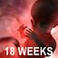 Maya 18 Weeks Fetus