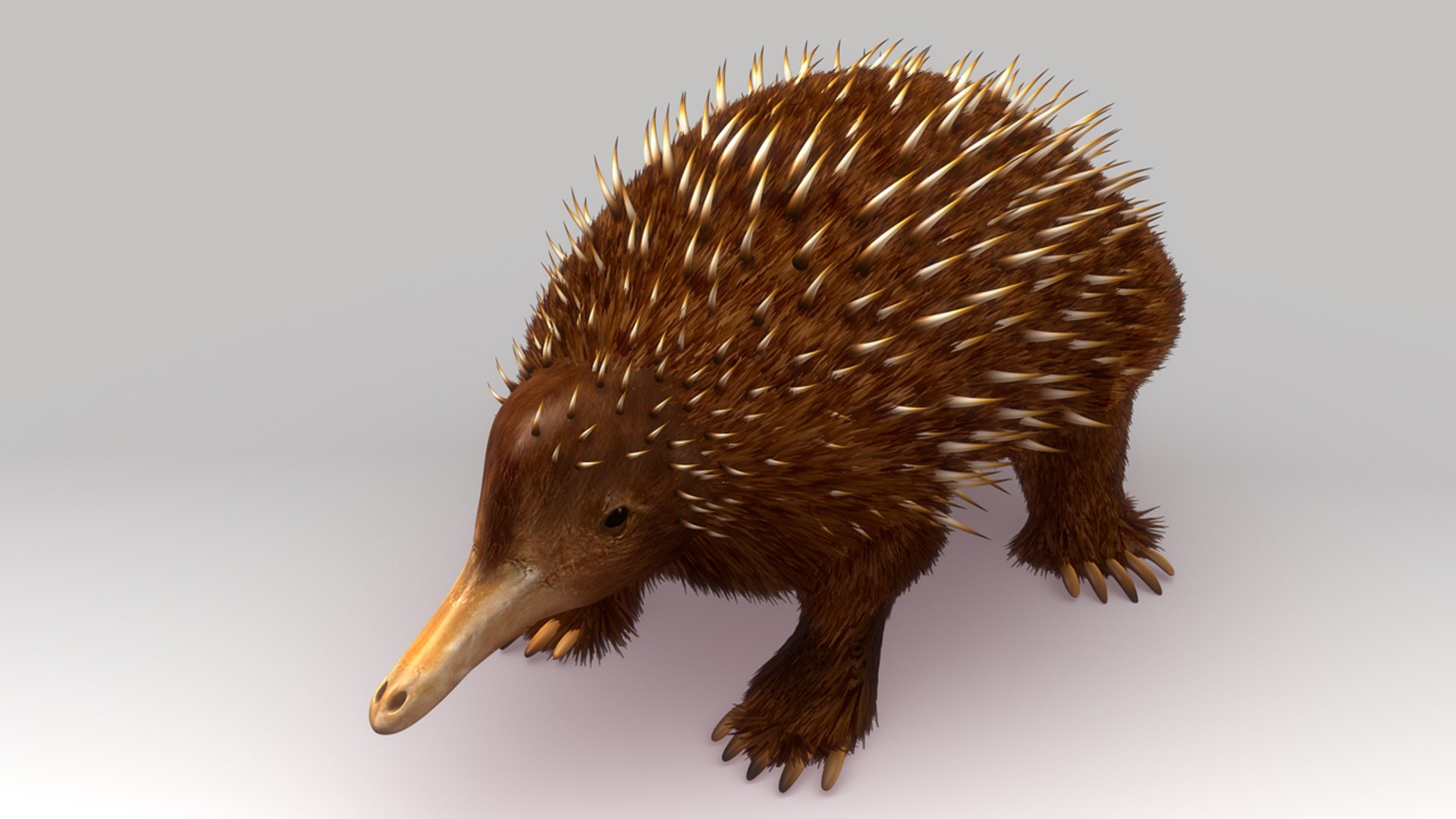 3d model australian spiny anteater