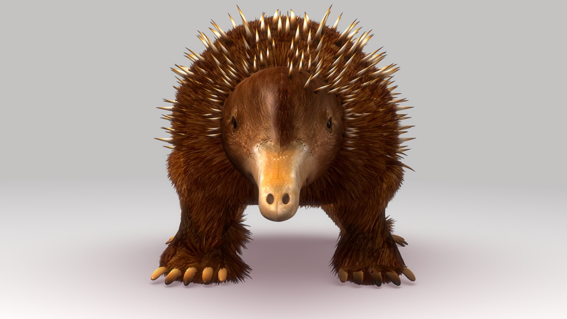 3d model australian spiny anteater