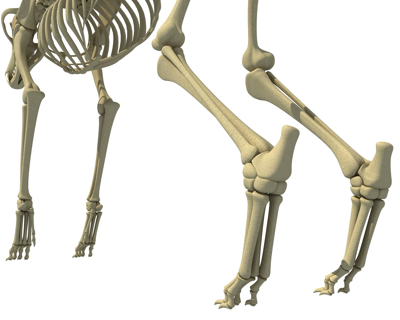 Wolf Skeleton Animal 3d Model