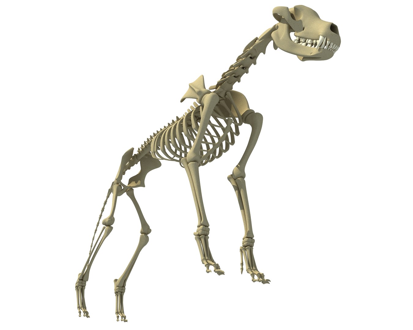 Wolf Skeleton Animal 3d Model