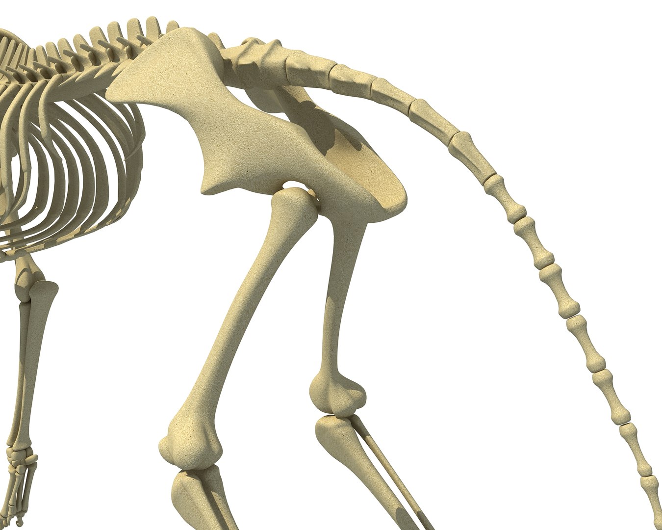 Wolf Skeleton Animal 3d Model