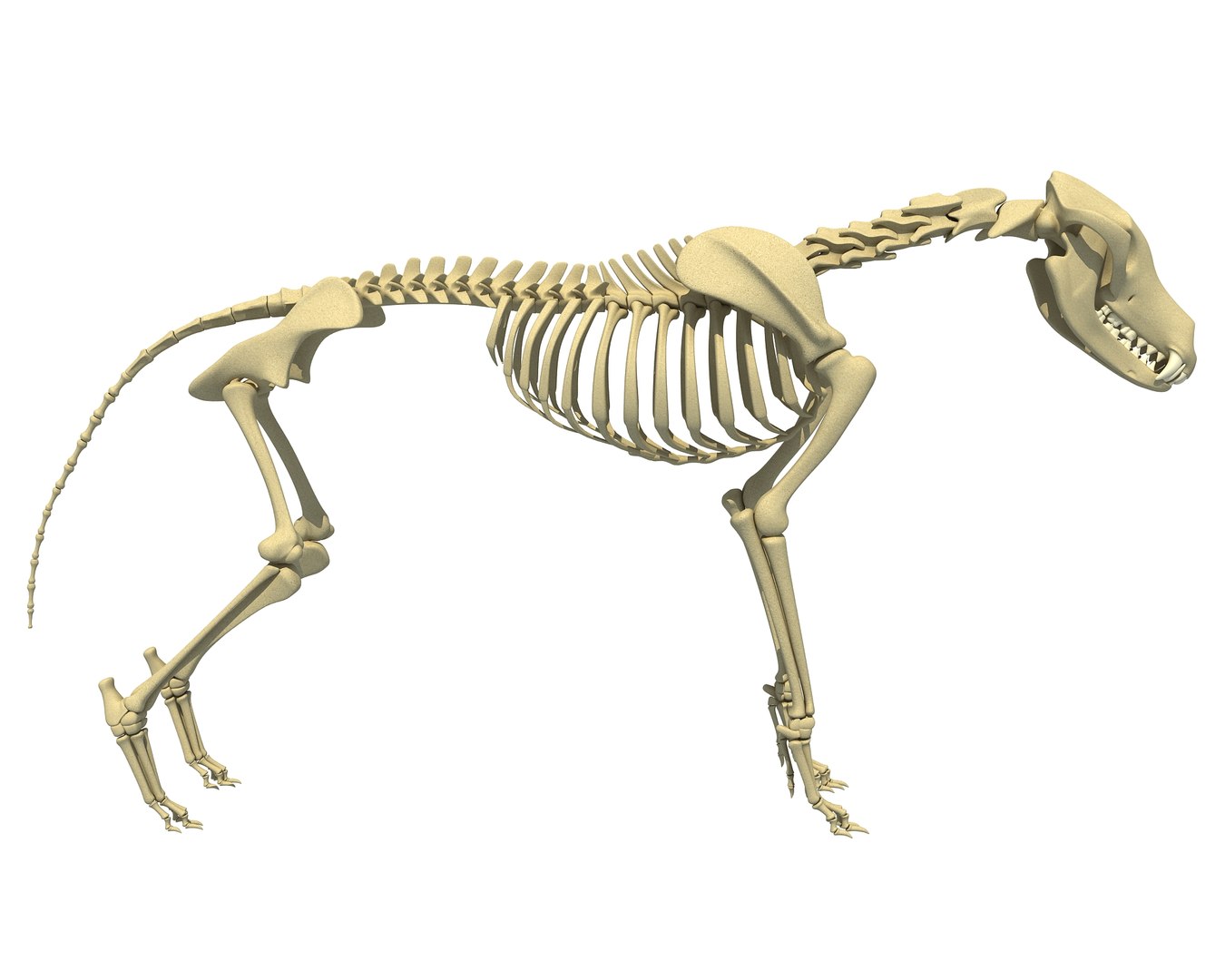 Wolf Skeleton Animal 3d Model