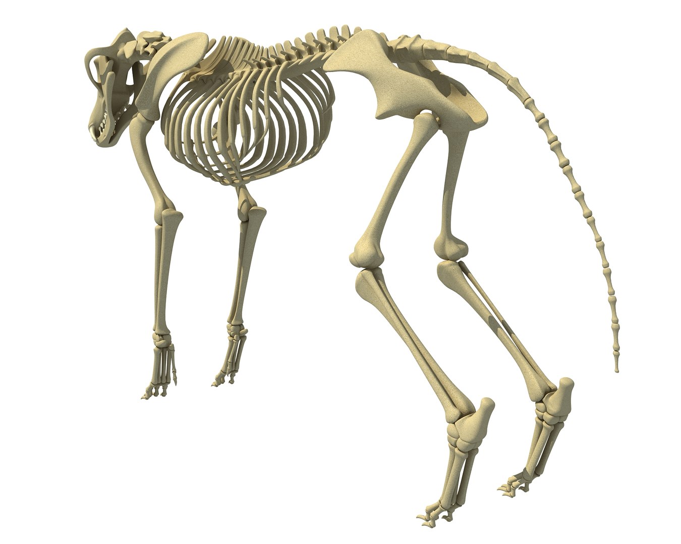 Wolf Skeleton Animal 3d Model
