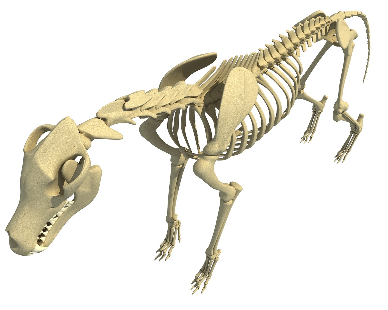 Wolf Skeleton Animal 3d Model