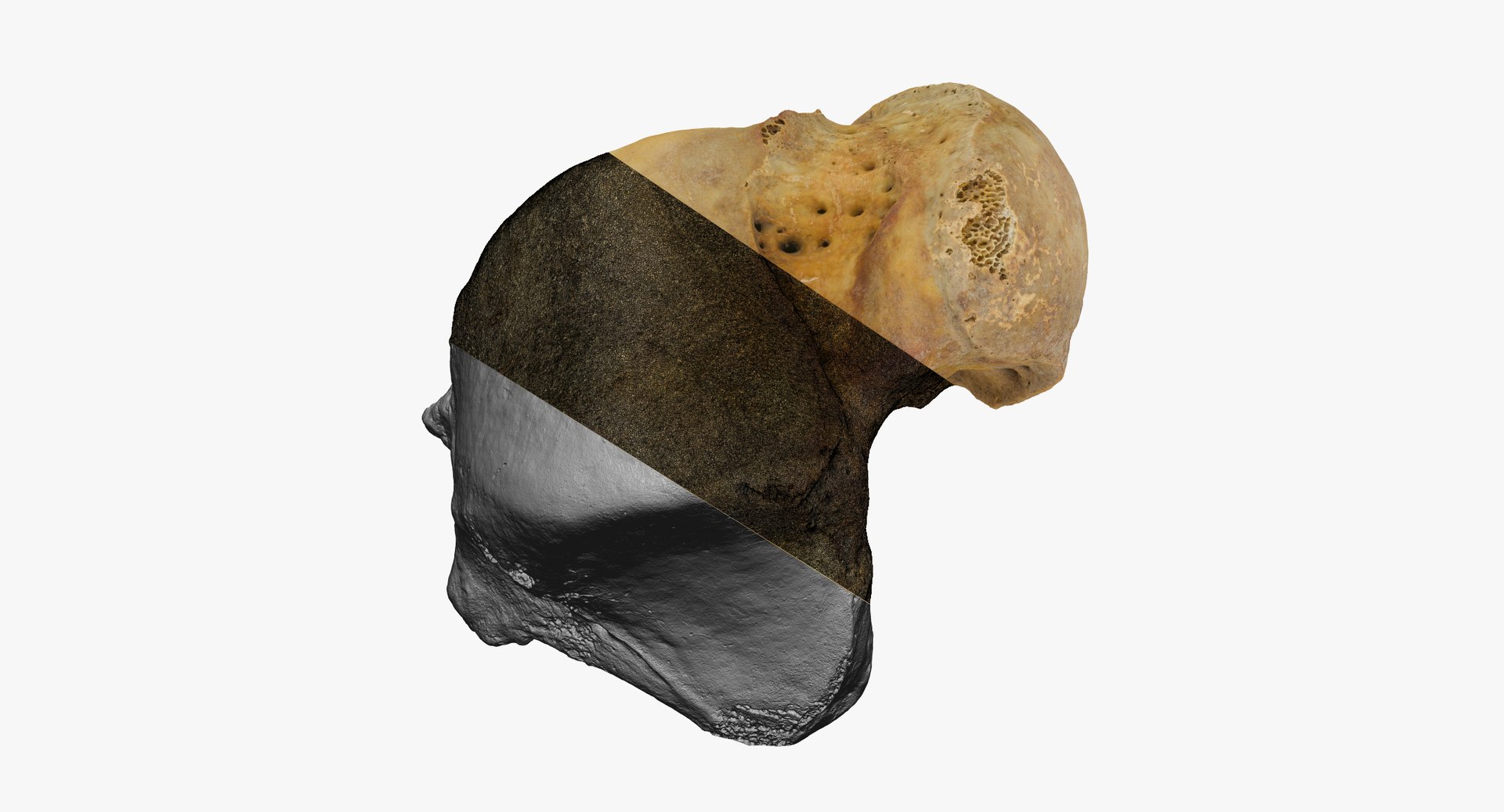 3D Model Talus Bone 01 Raw - TurboSquid 1545682