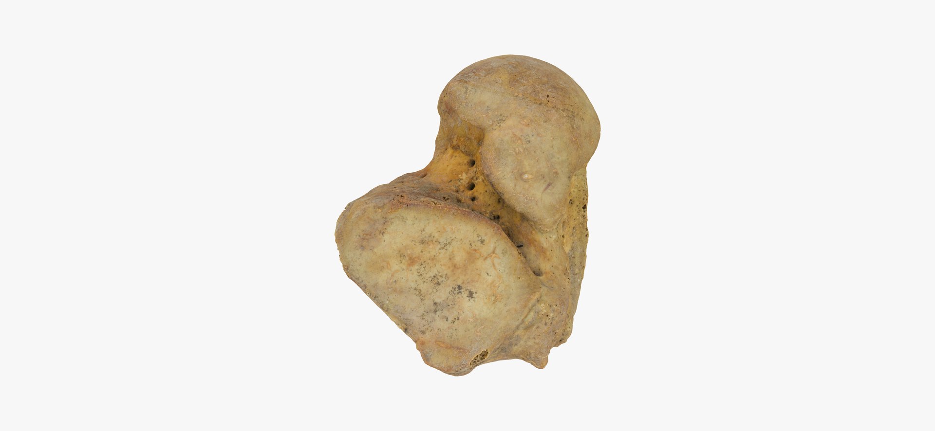 3D Model Talus Bone 01 Raw - TurboSquid 1545682